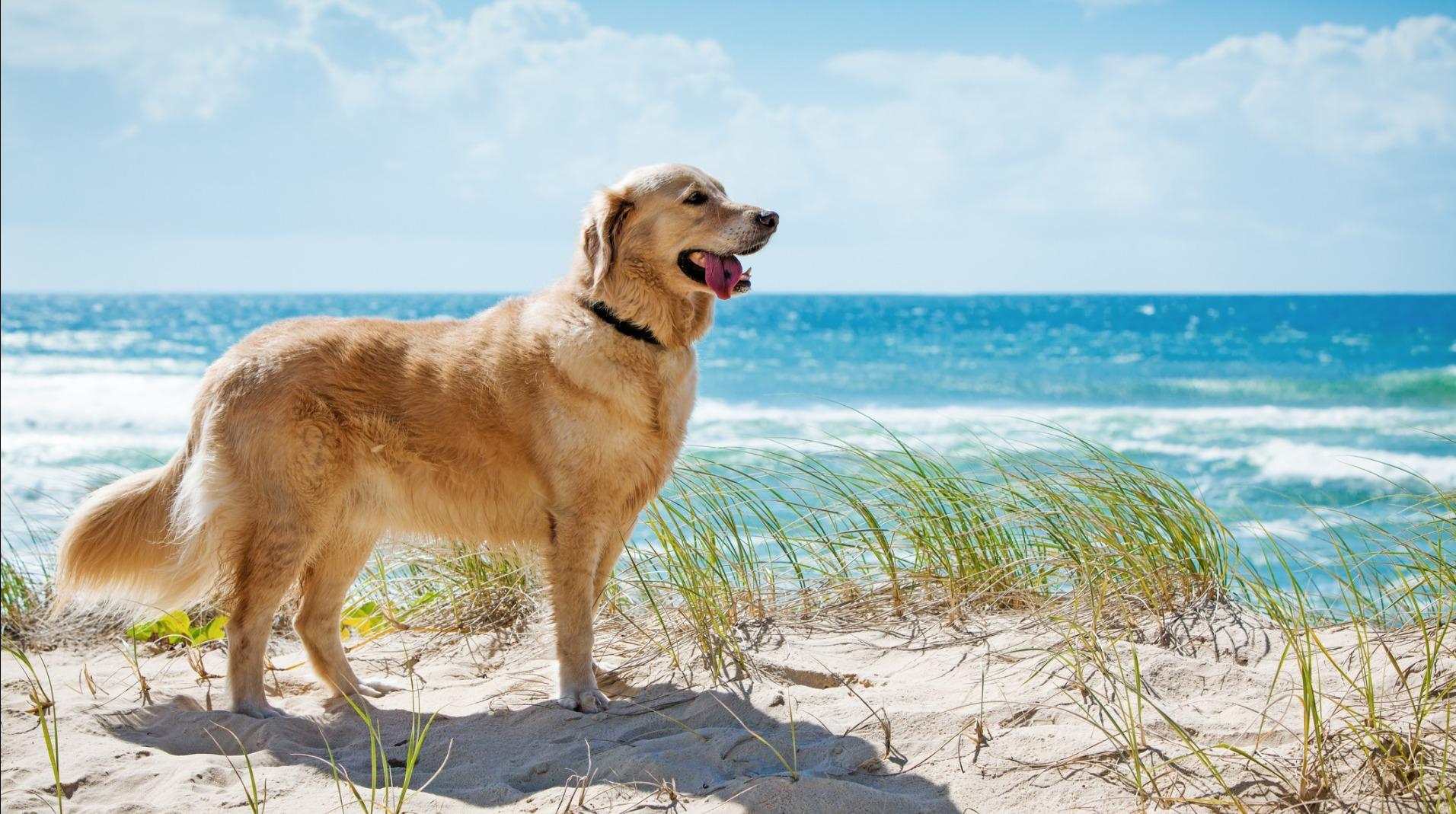 Dog-Friendly Neighborhoods in Miami | Globalty Investment